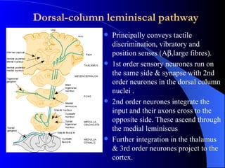 Dorsal column pathway | PPT
