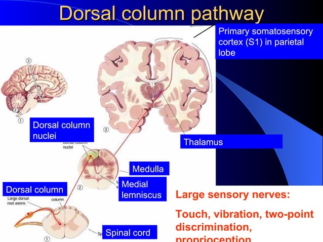 Dorsal column pathway | PPT | Operating Systems | Computer Software and ...