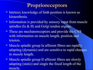 Dorsal column pathway | PPT