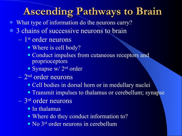 Dorsal column pathway