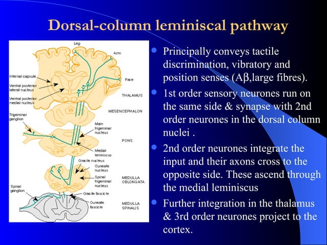 Dorsal column pathway