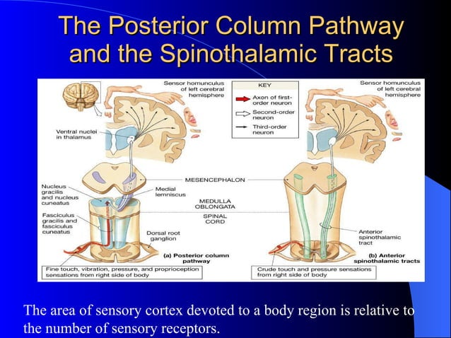 Dorsal column pathway
