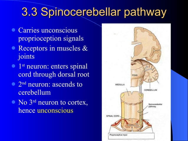 Dorsal column pathway