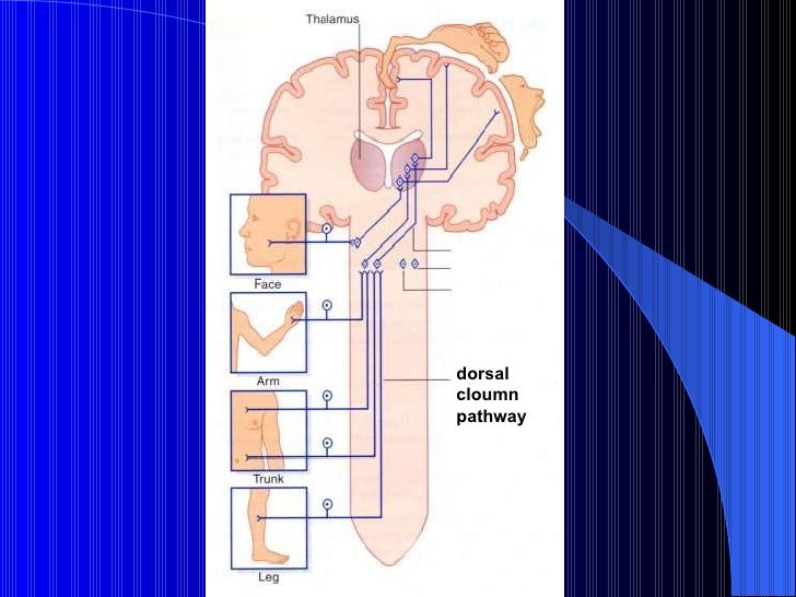Dorsal column pathway