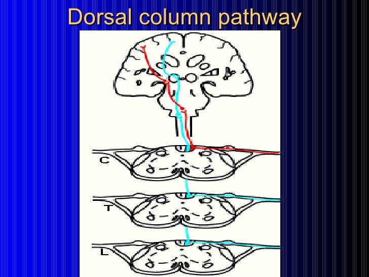 Dorsal column pathway