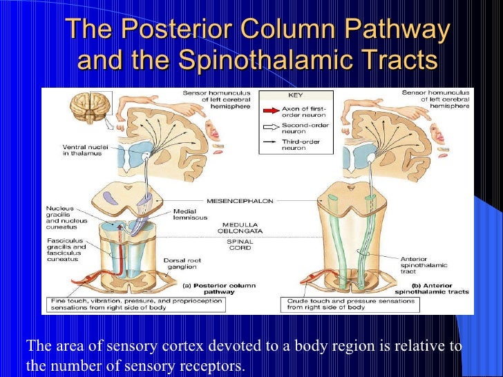 Dorsal column pathway