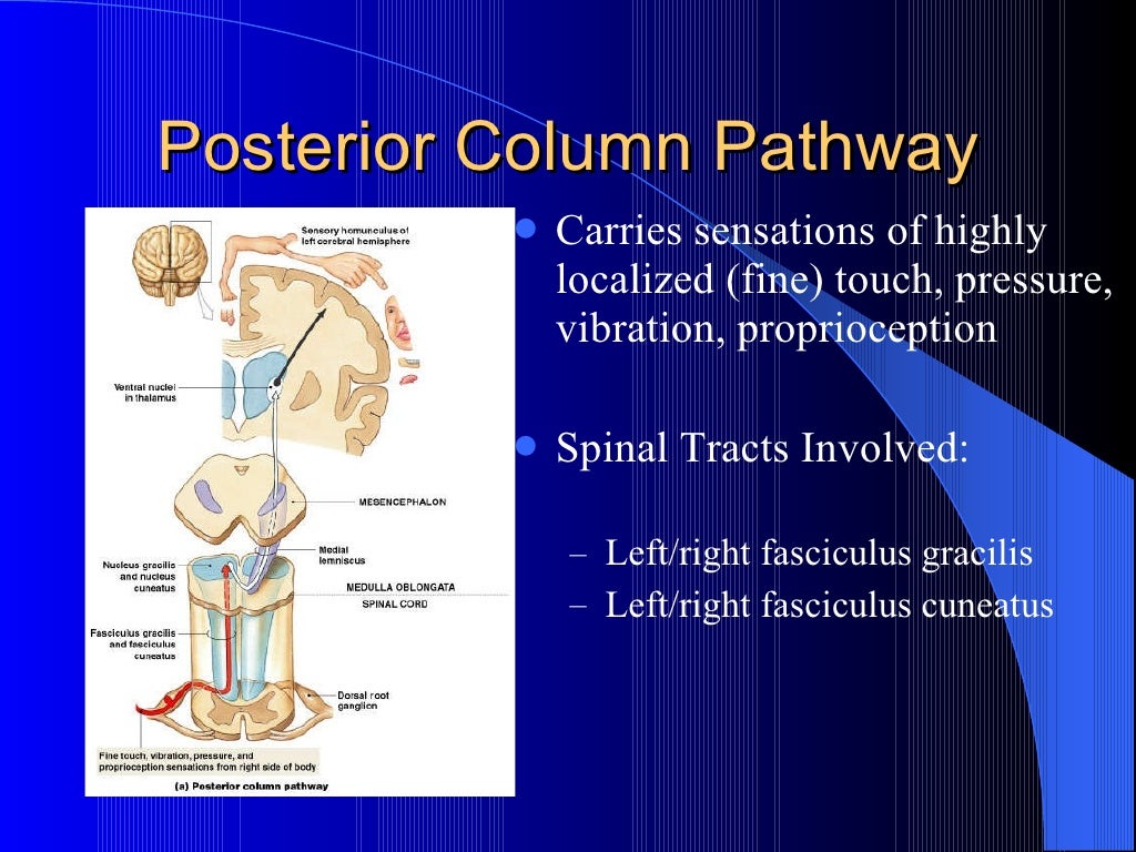 What is dorsal column stimulator - insidervolf