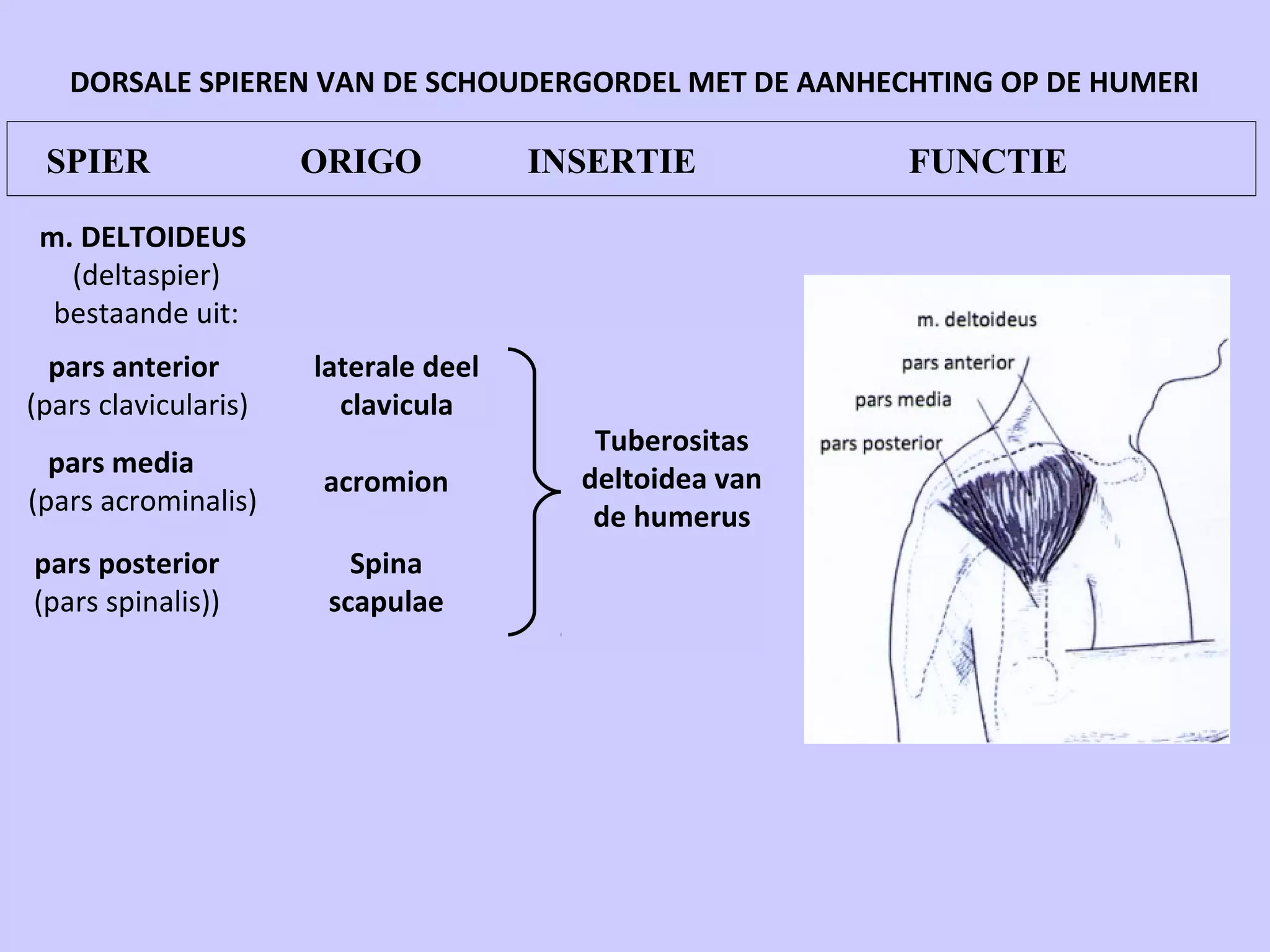 Dorsale spieren van rug en schoudergordel | PPT | Death, Injury, or ...