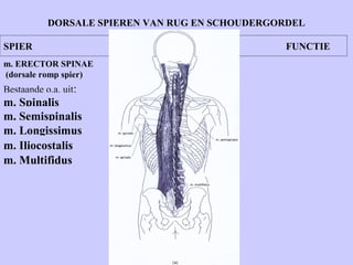 Dorsale spieren van rug en schoudergordel | PPT | Death, Injury, or ...