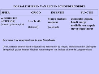 Dorsale spieren van rug en schoudergordel | PPT