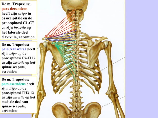 Dorsale spieren van rug en schoudergordel | PPT