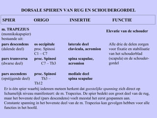 Dorsale spieren van rug en schoudergordel | PPT