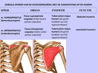 Dorsale spieren van rug en schoudergordel | PPT