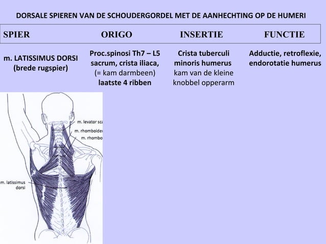 Dorsale spieren van rug en schoudergordel | PPT
