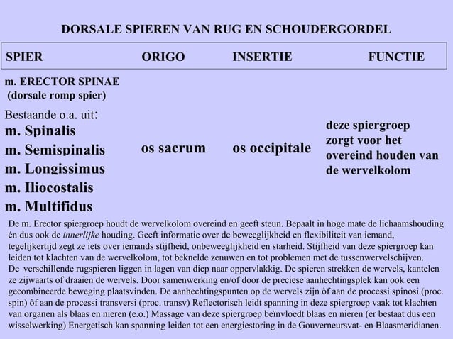 Dorsale spieren van rug en schoudergordel | PPT