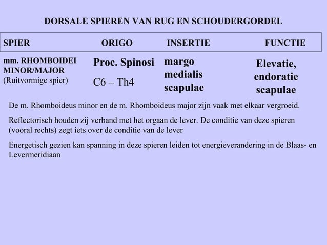 Dorsale spieren van rug en schoudergordel | PPT