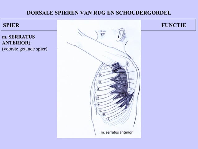 Dorsale spieren van rug en schoudergordel | PPT