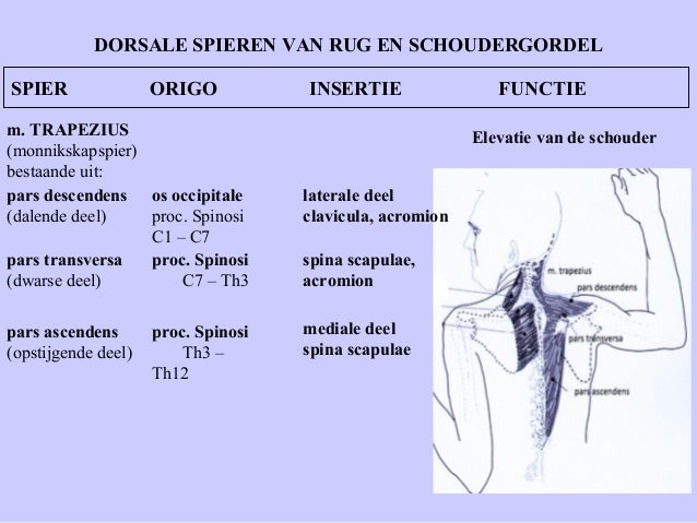 Dorsale spieren van rug en schoudergordel