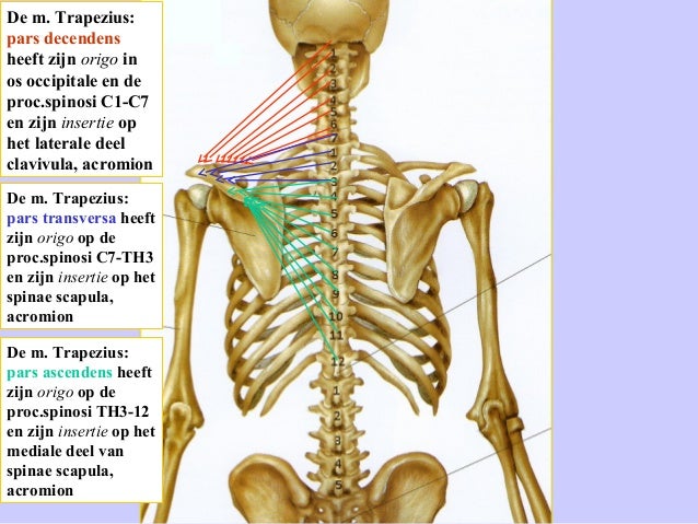 Dorsale spieren van rug en schoudergordel