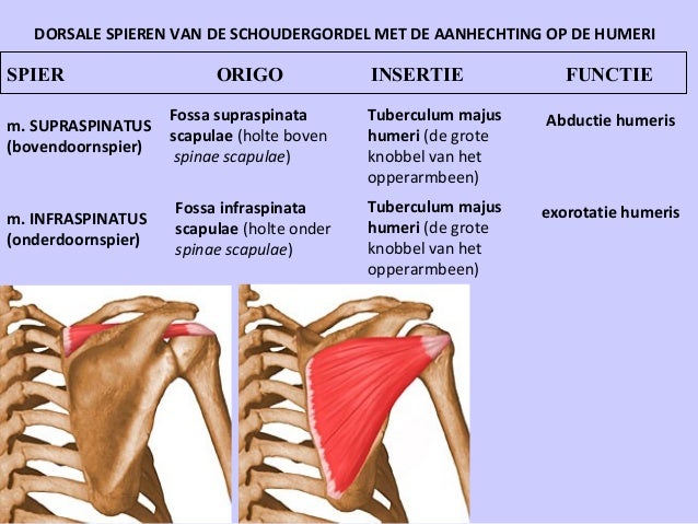 Dorsale spieren van rug en schoudergordel