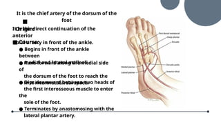 Dorsal pedis artery by jackoo chumma.pptx