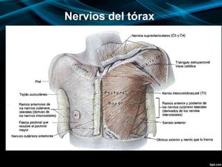 Anatomía Dorso y Tórax | PPTX