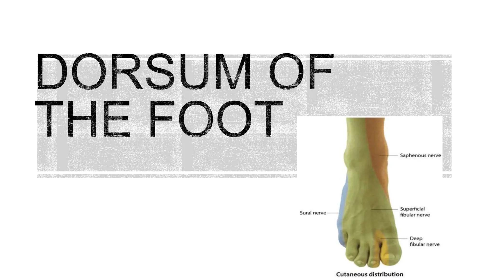 dorsum of foot anatomy presentation.pptx
