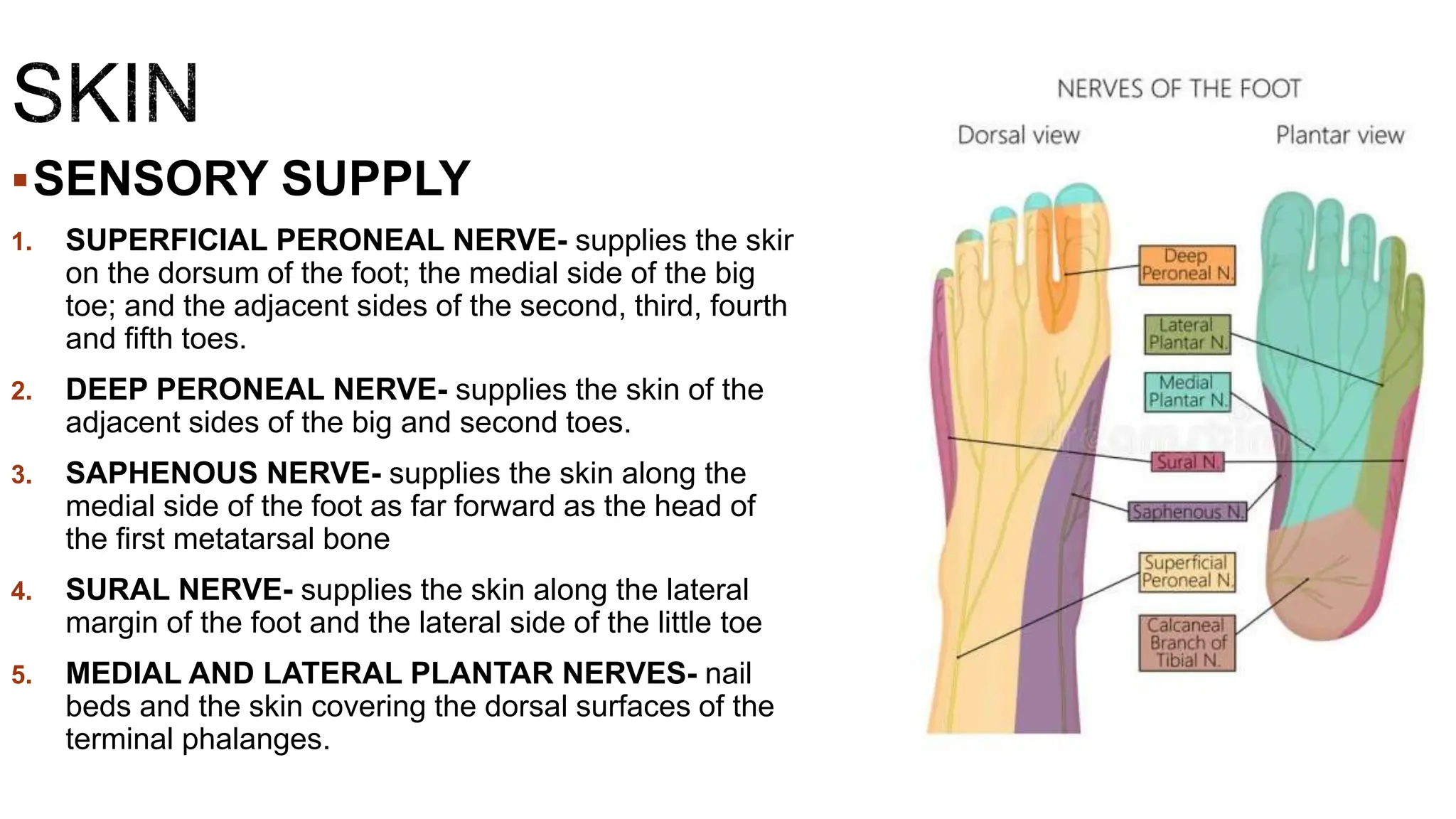 dorsum of foot anatomy presentation.pptx