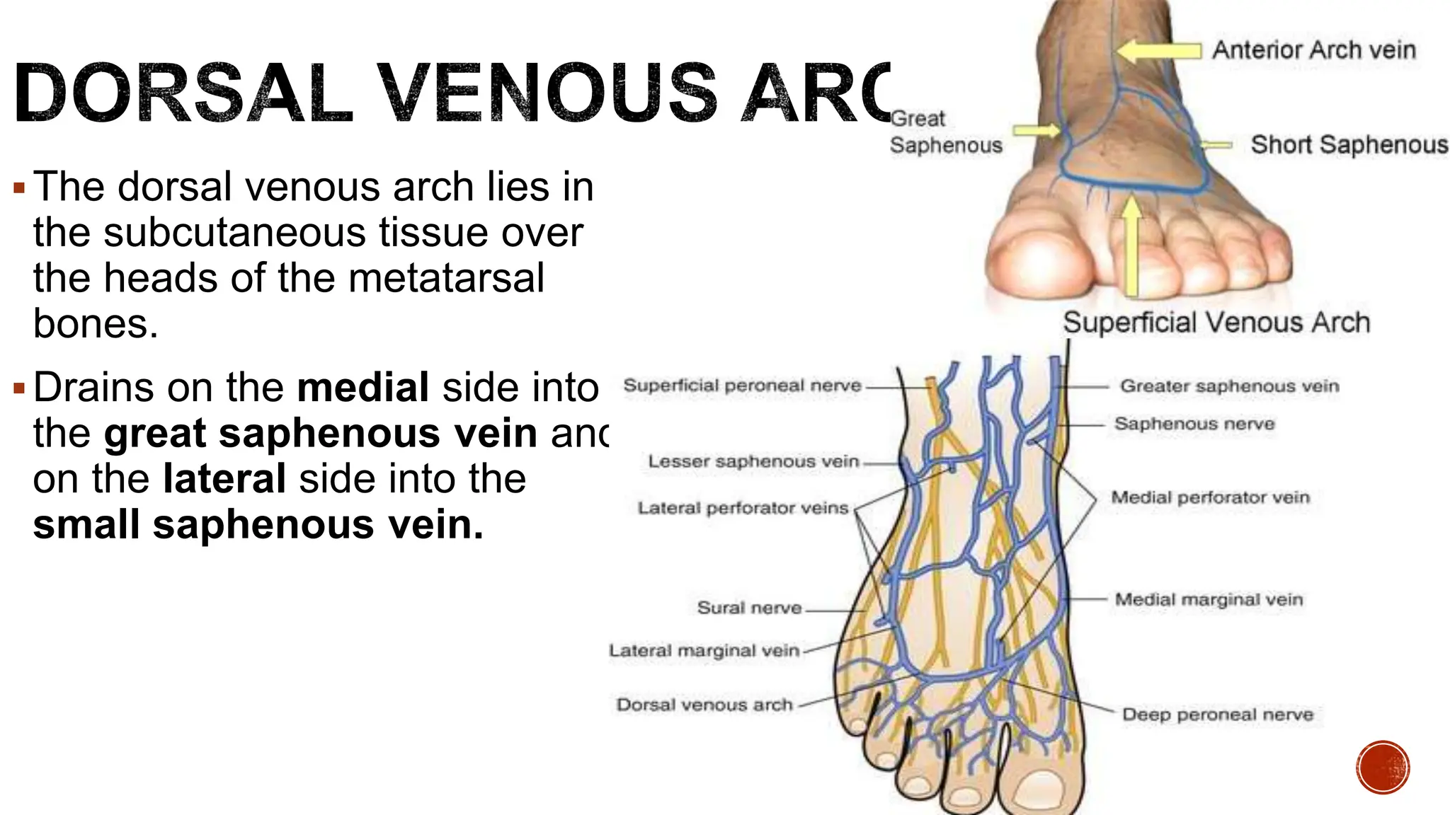 dorsum of foot anatomy presentation.pptx | Death, Injury, or Military ...