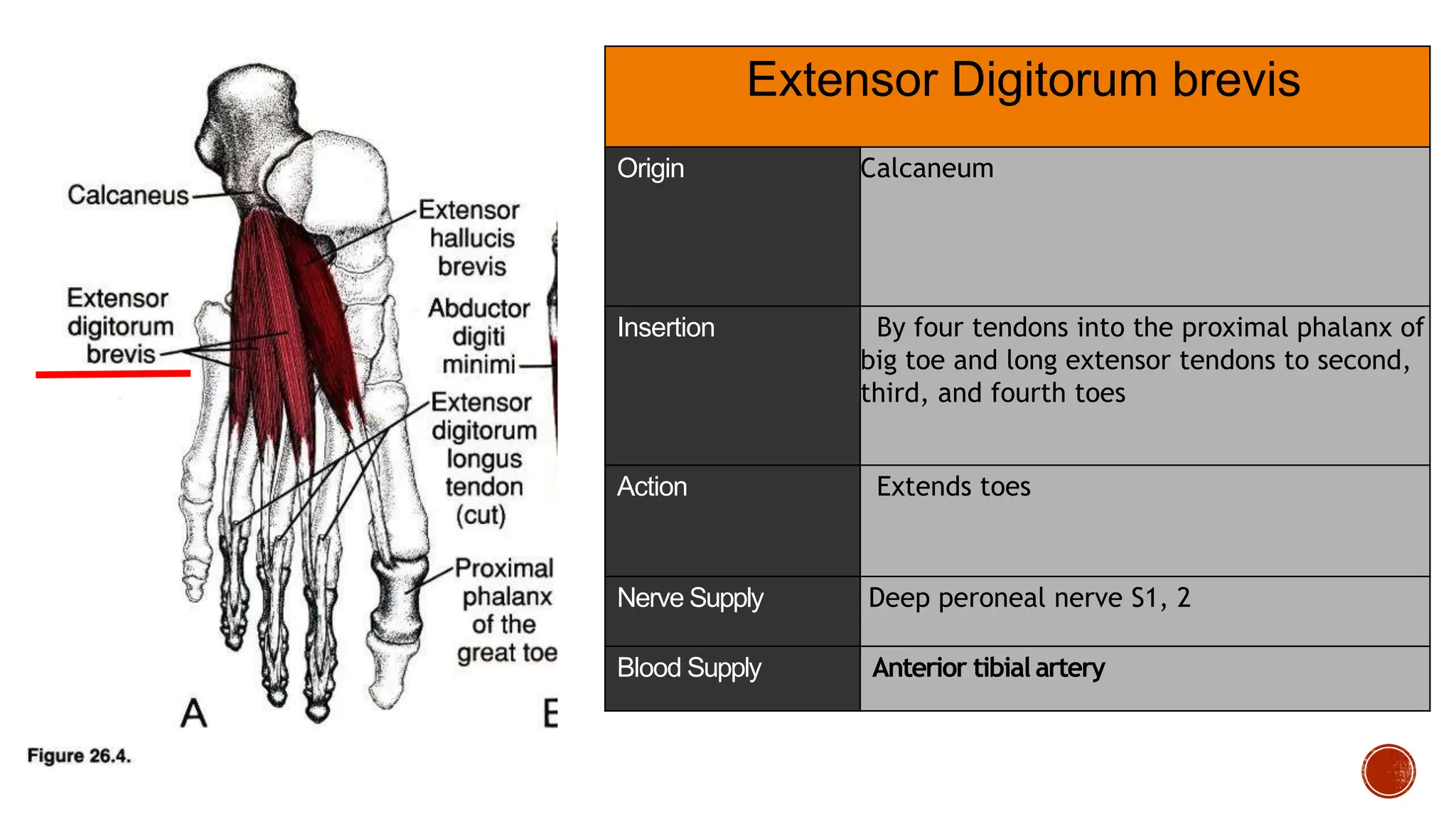 dorsum of foot anatomy presentation.pptx