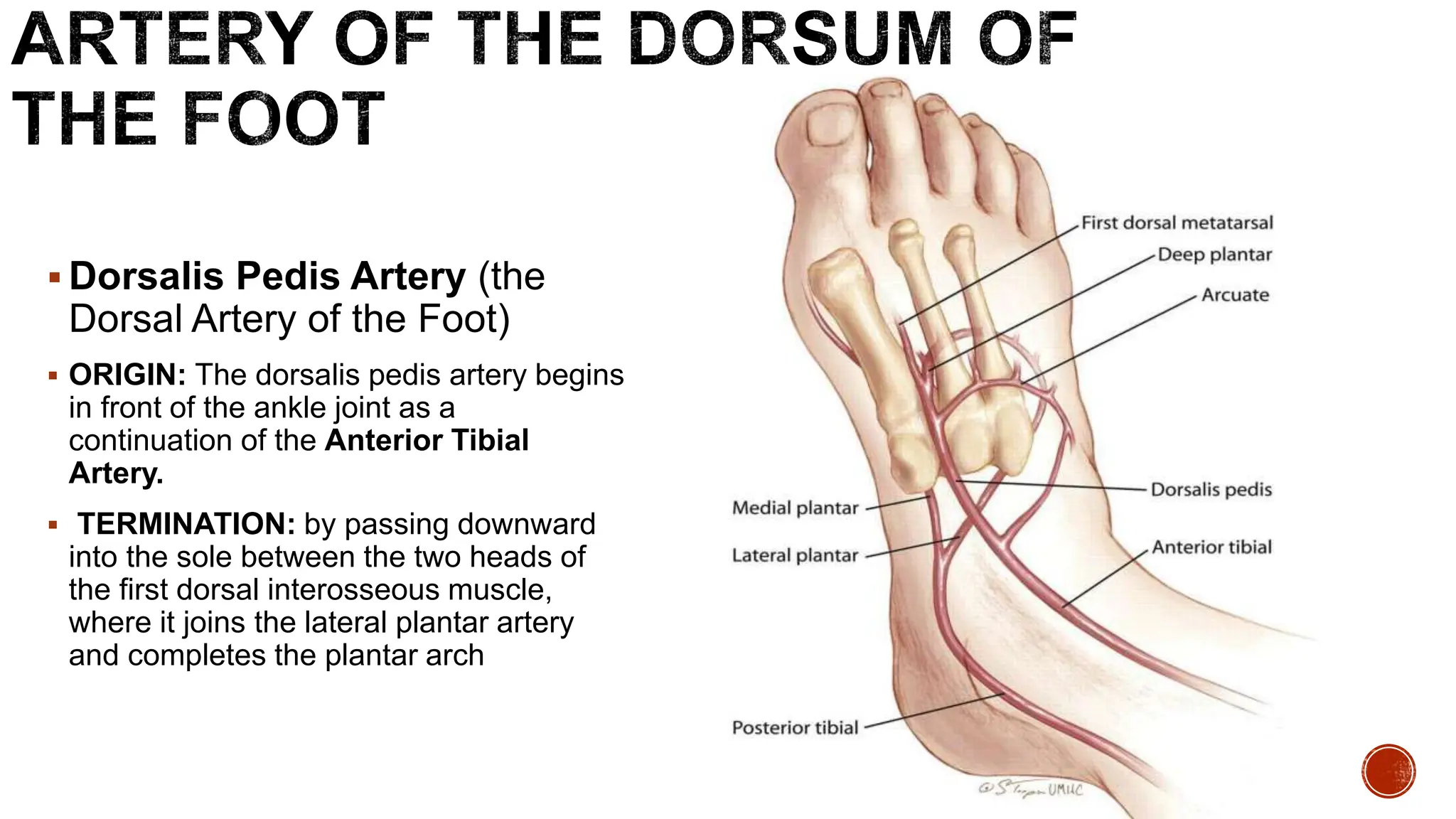 dorsum of foot anatomy presentation.pptx | Death, Injury, or Military ...