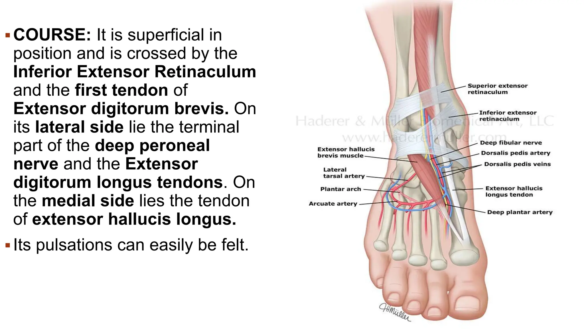 dorsum of foot anatomy presentation.pptx
