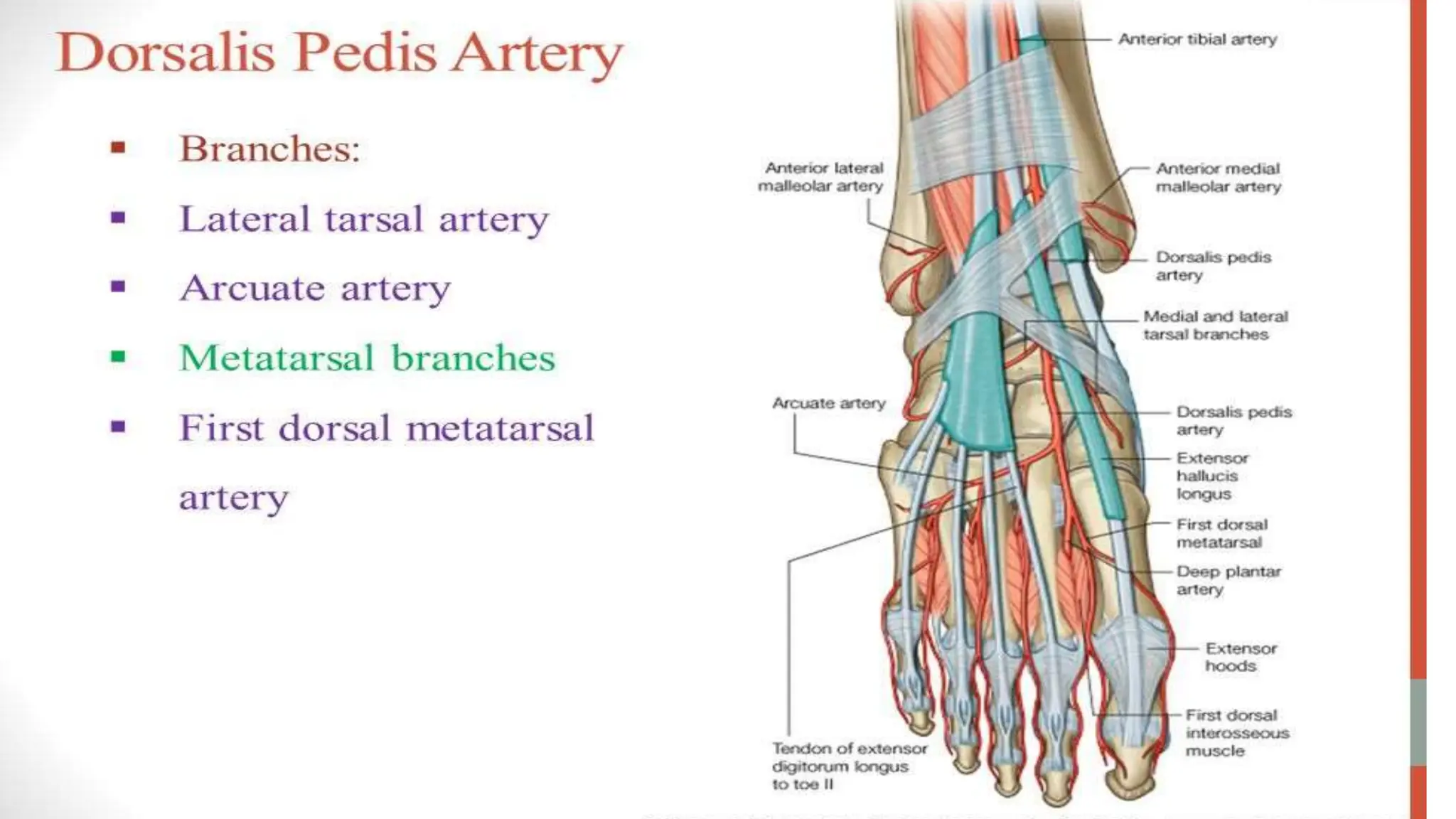 dorsum of foot anatomy presentation.pptx