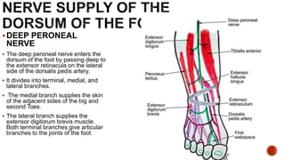 dorsum of foot anatomy presentation.pptx