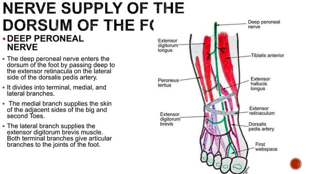 dorsum of foot anatomy presentation.pptx | Death, Injury, or Military ...