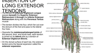 dorsum of foot anatomy presentation.pptx