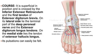 dorsum of foot anatomy presentation.pptx