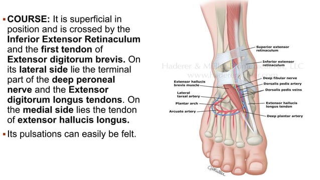 dorsum of foot anatomy presentation.pptx | Death, Injury, or Military ...
