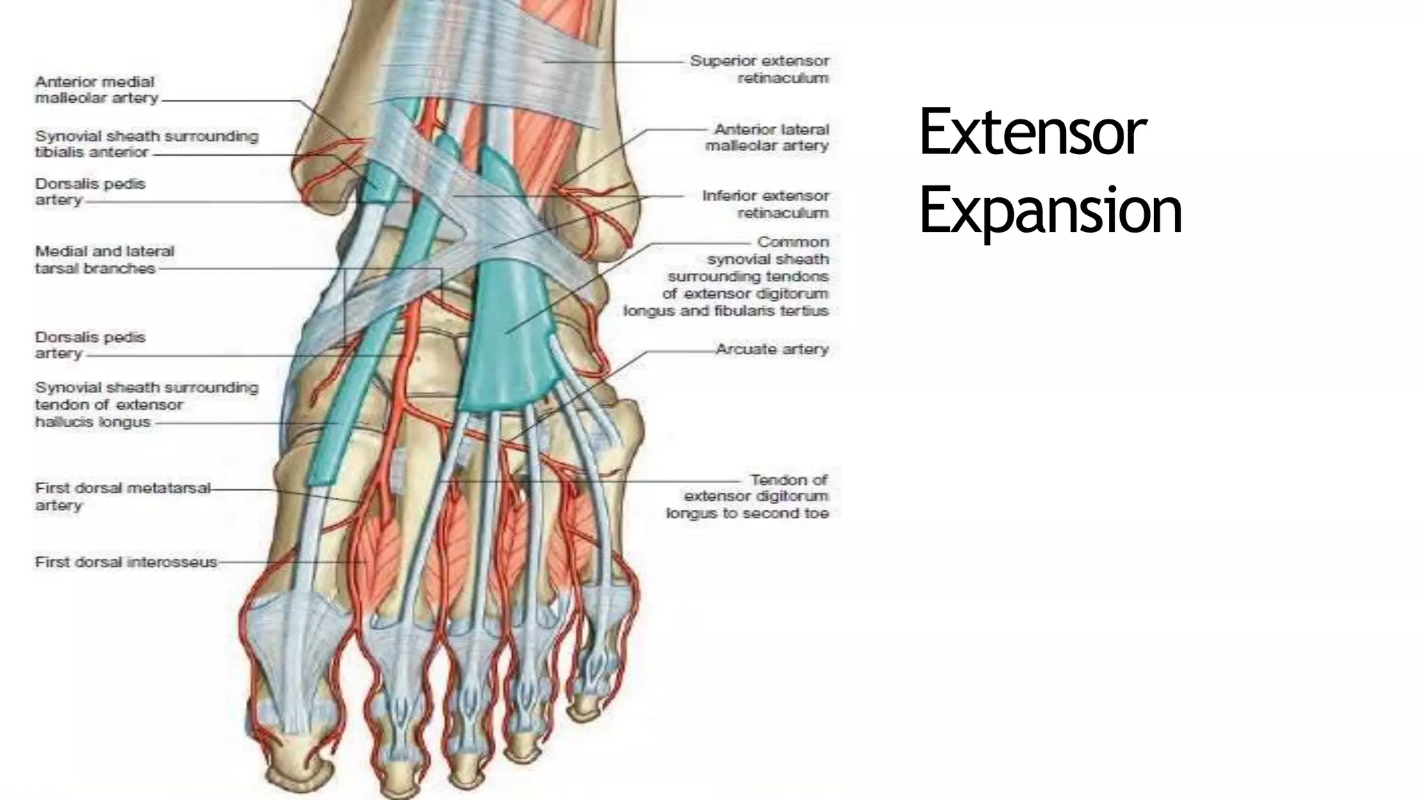 Dorsum of foot and medial side of leg | PPTX