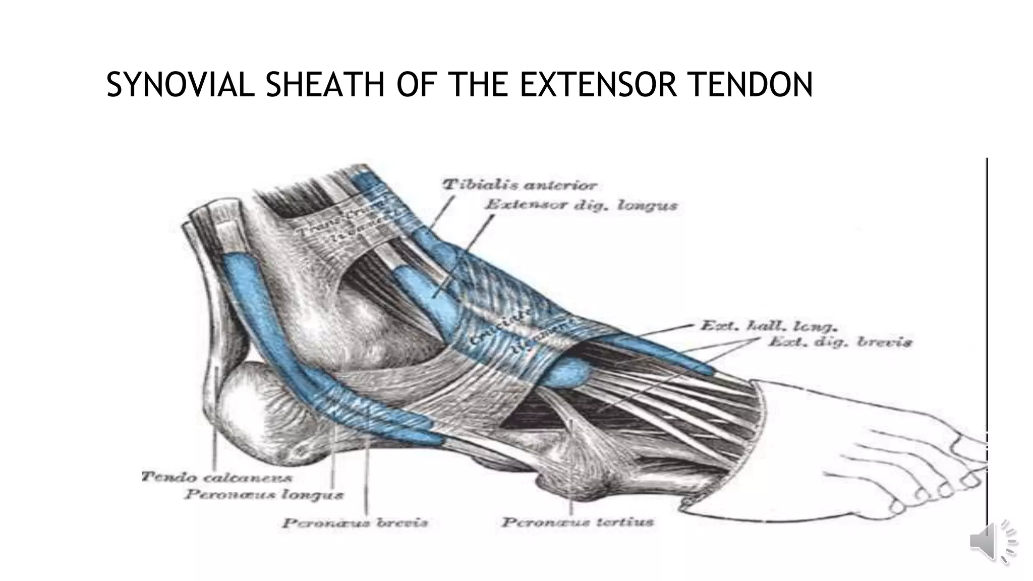 Dorsum of foot and medial side of leg | PPTX