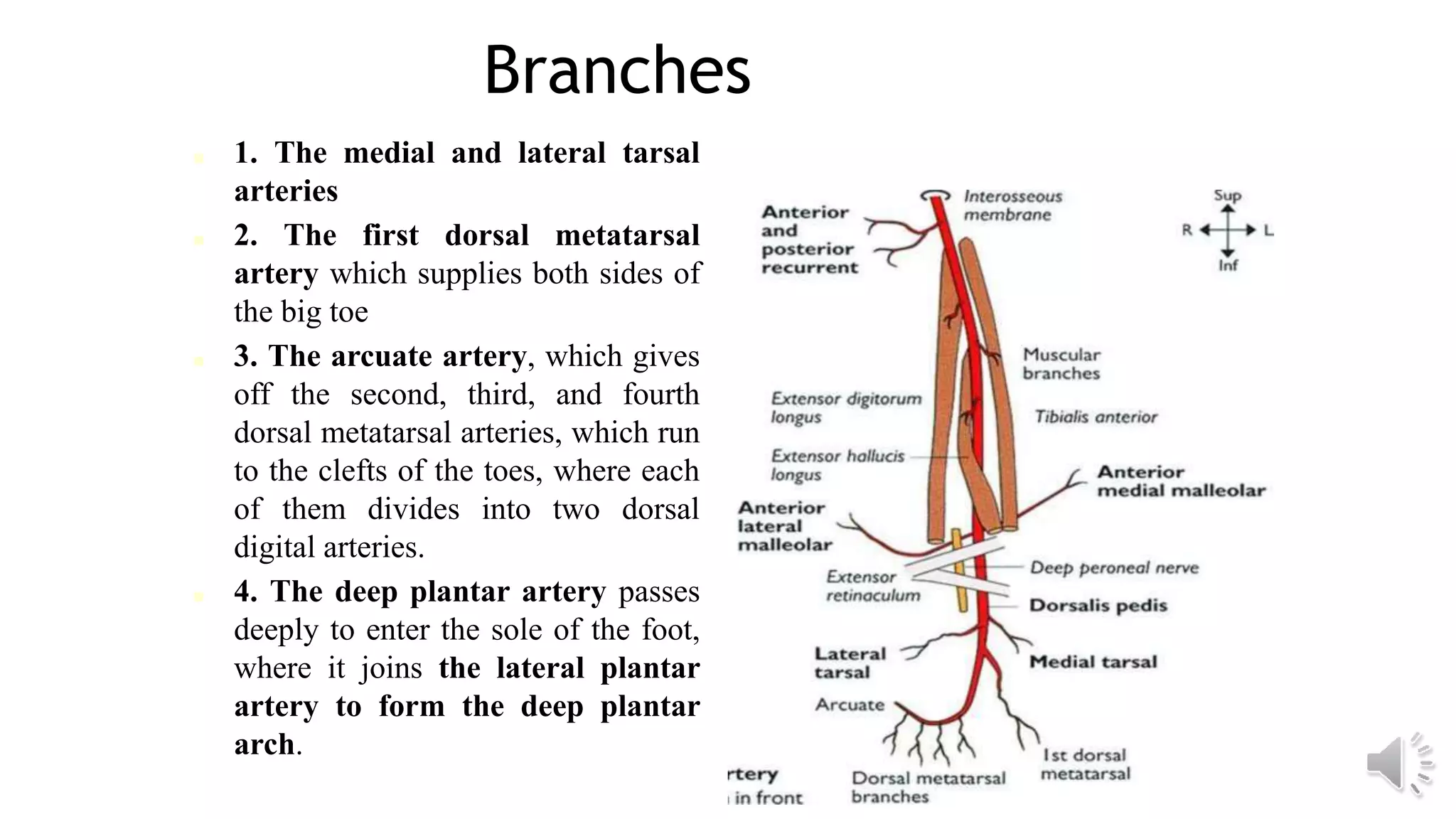 Dorsum of foot and medial side of leg | PPTX
