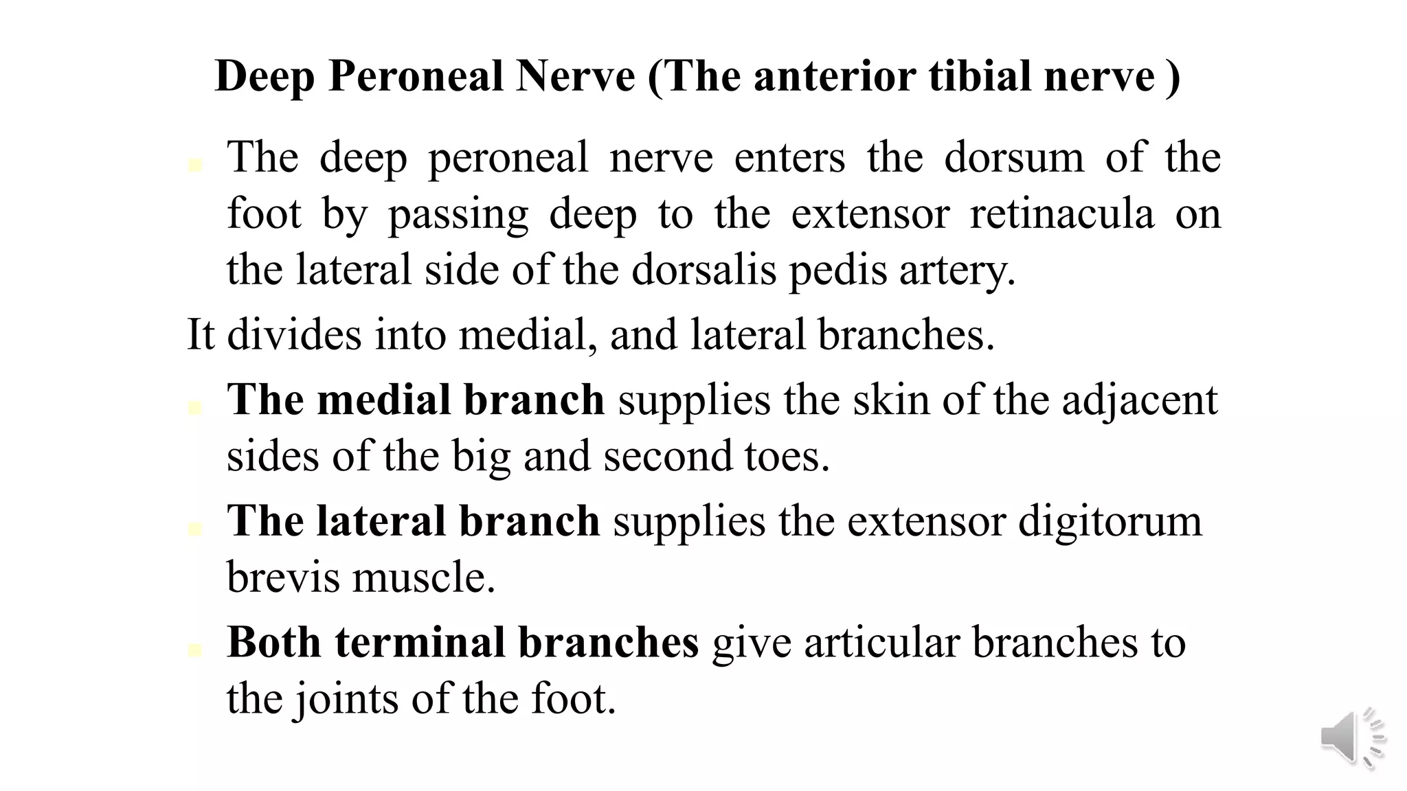 Dorsum of foot and medial side of leg | PPTX