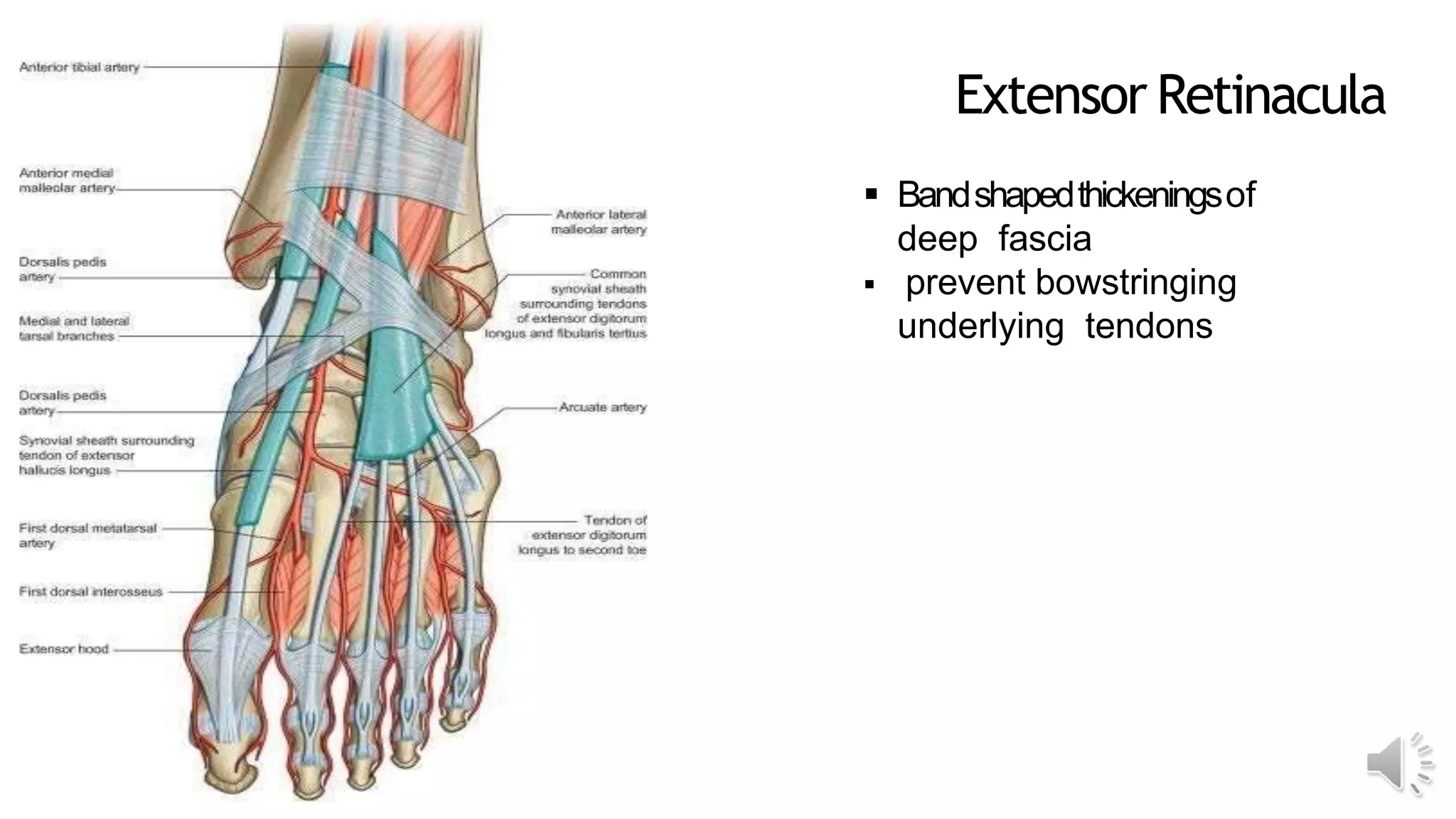 Dorsum of foot and medial side of leg | PPTX