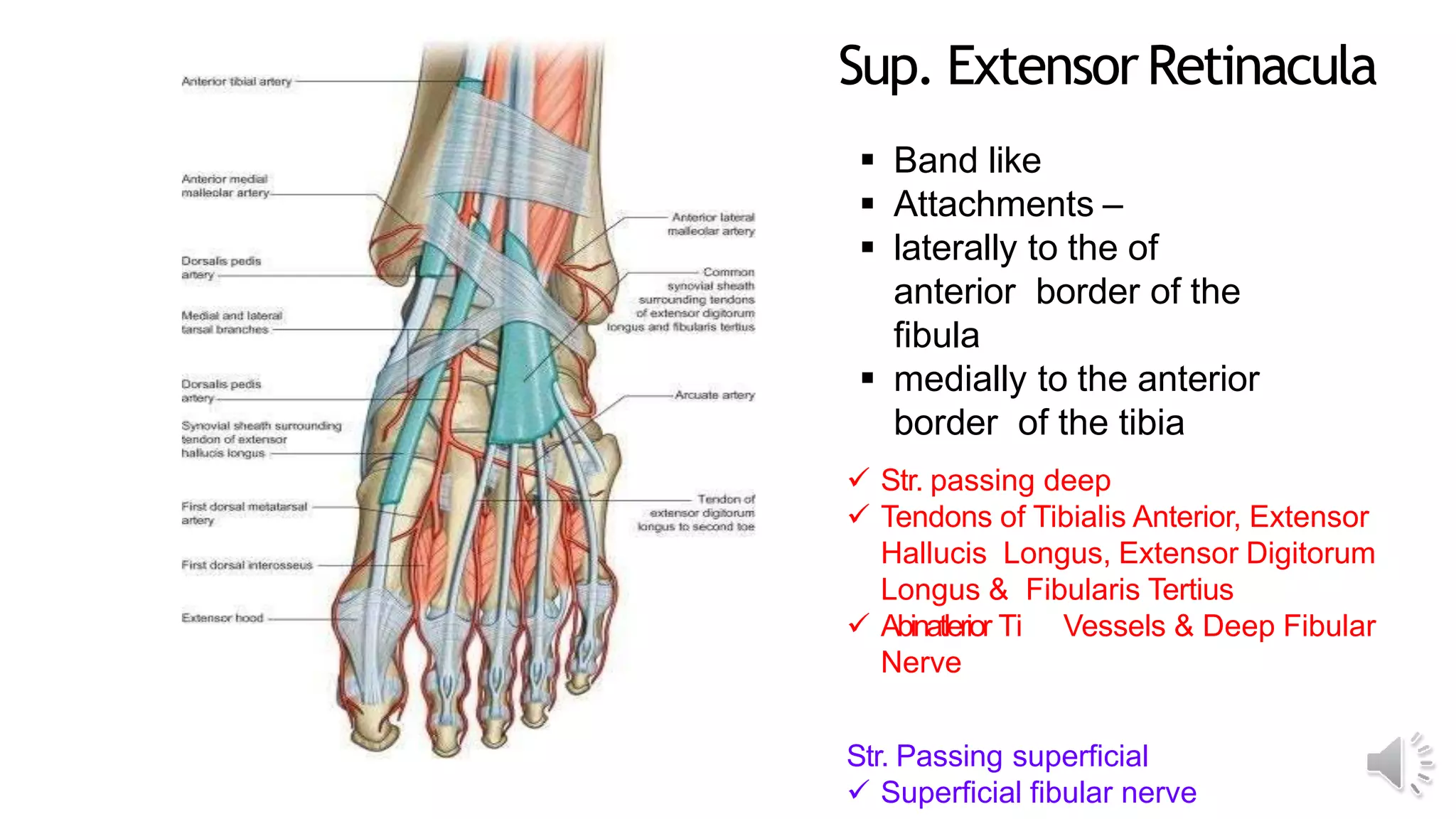 Dorsum of foot and medial side of leg | PPTX