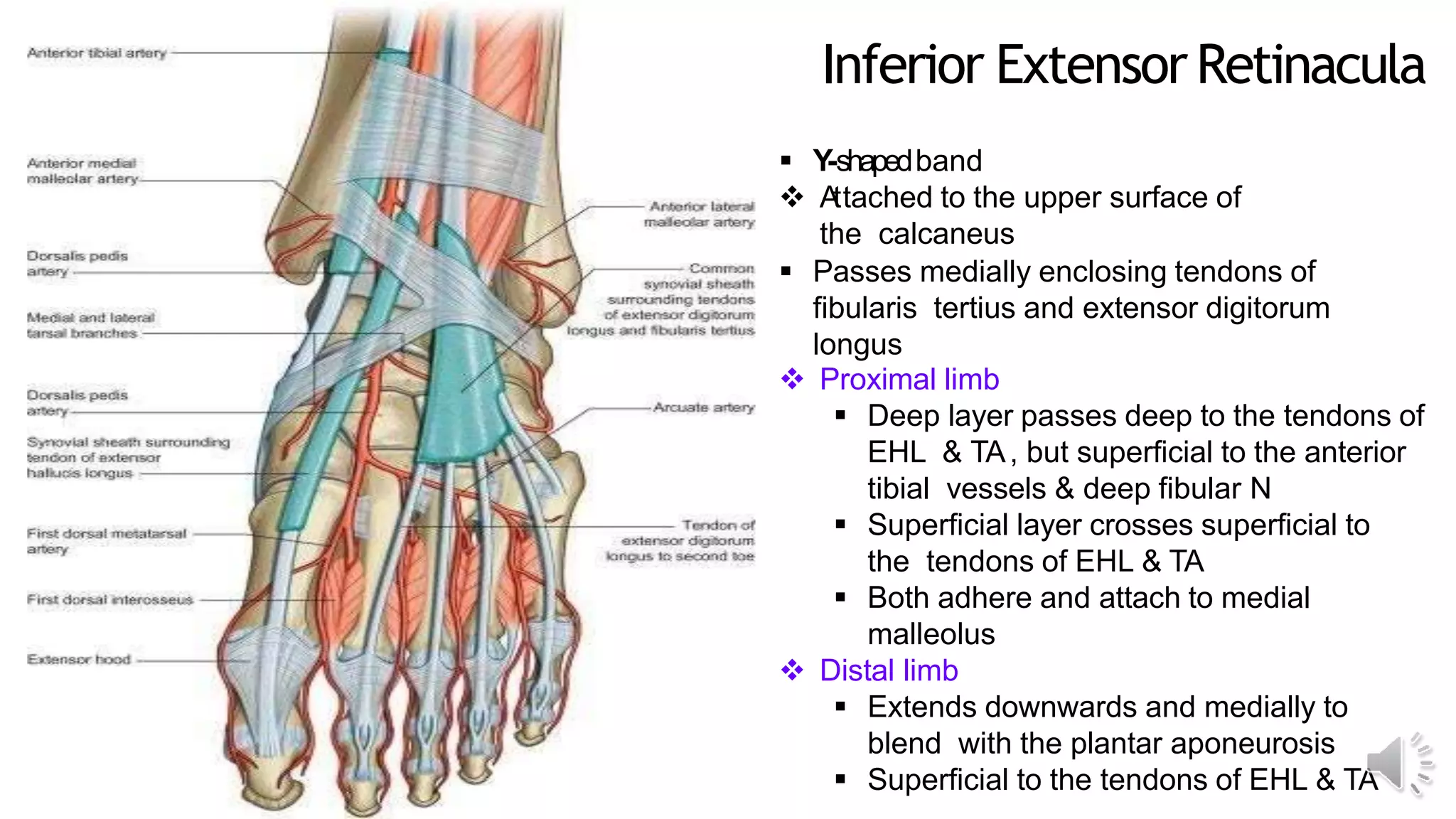 Dorsum of foot and medial side of leg | PPTX