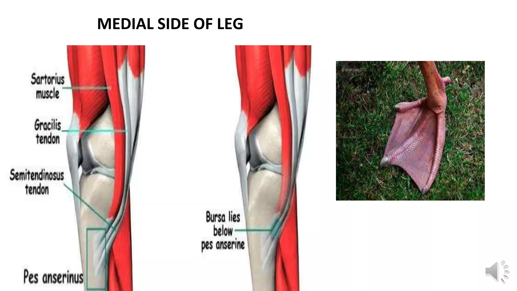 Dorsum of foot and medial side of leg | PPTX