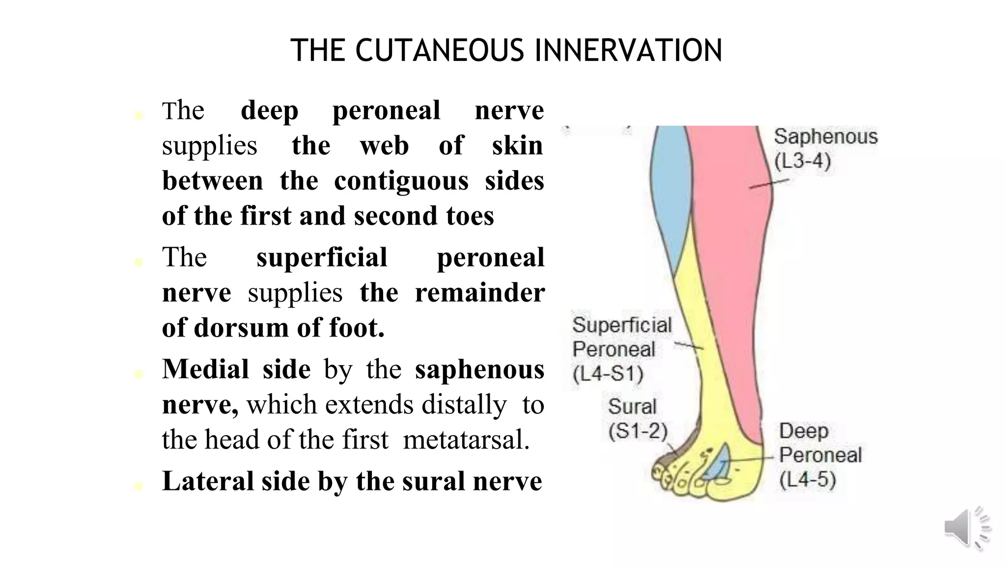 Dorsum of foot and medial side of leg | PPTX