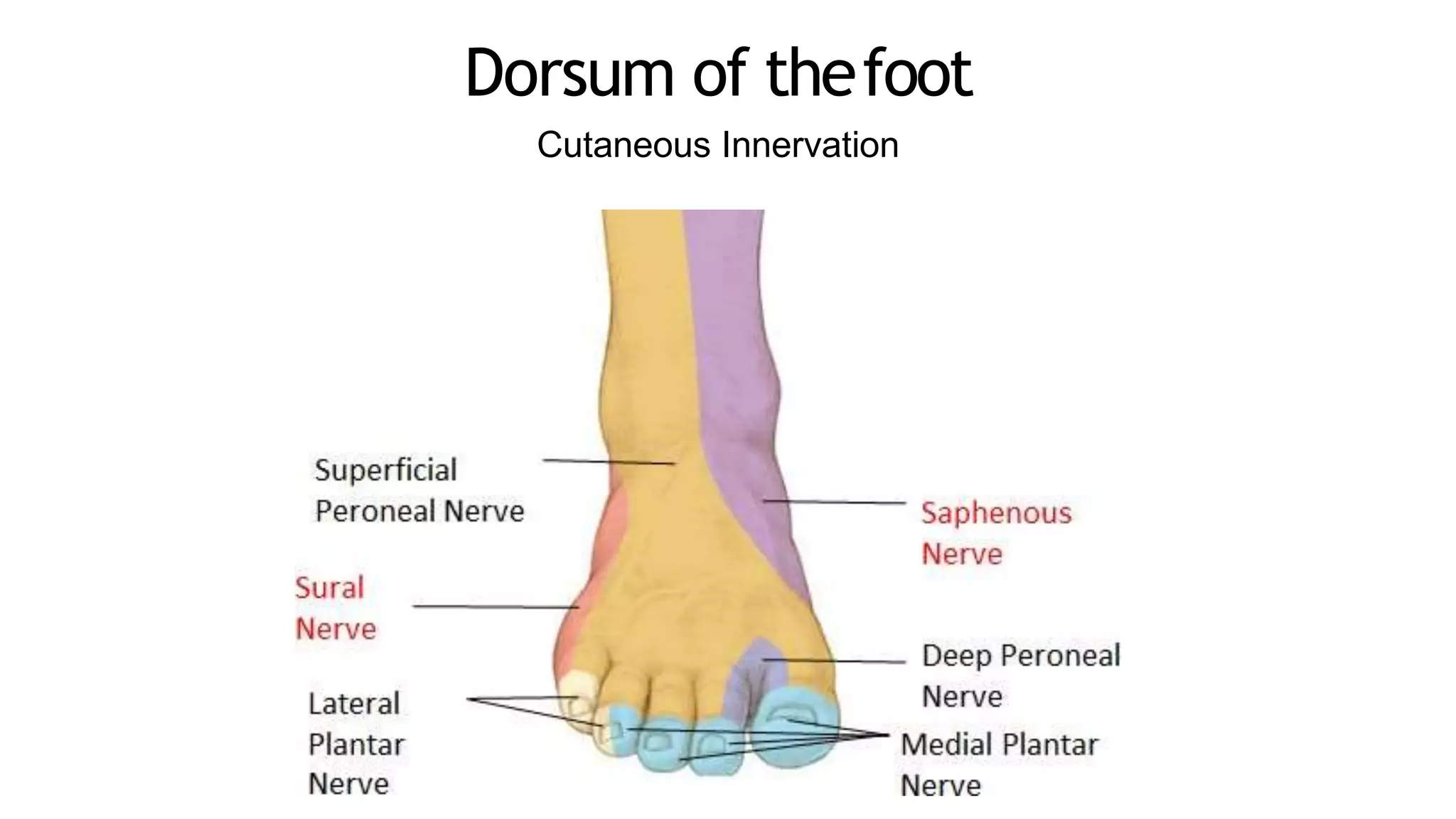 Dorsum of foot and medial side of leg | PPTX