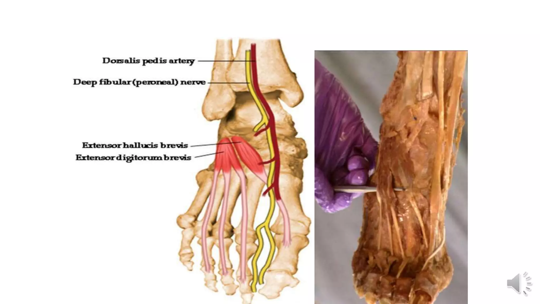 Dorsum of foot and medial side of leg | PPTX