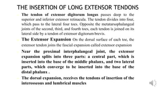 Dorsum of foot and medial side of leg | PPTX